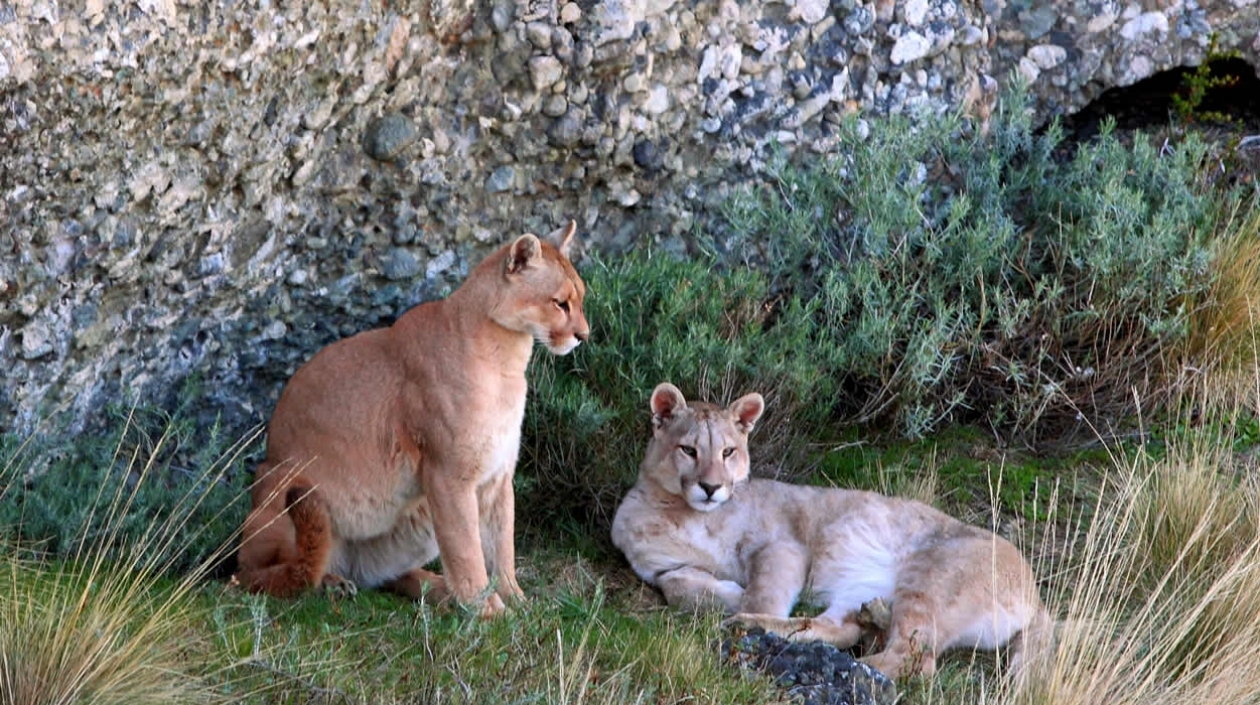 Nuevo León: tierra de pumas – Nómada News